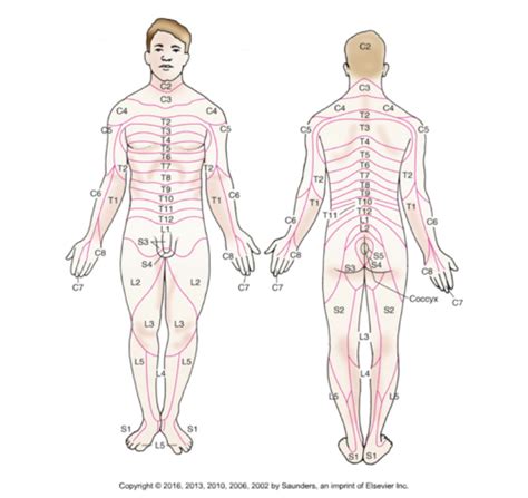 Adult Health Ii Care Of Pts With Problems Of The Cns Spinal Cord Flashcards Quizlet