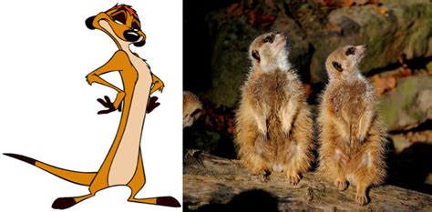 Meerkat Lion King