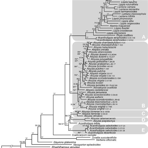 phylogeny inferred from 7 326 aligned positions of dna sequence data