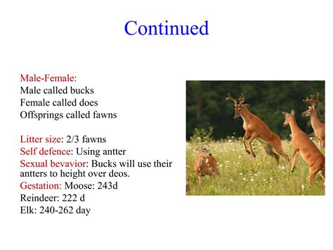 Deer Pptx