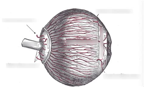 414 Ciliary Arteries Diagram Quizlet