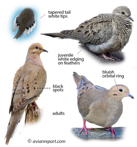 Identify 25 Bird Species Visiting Backyard Feeders In Arizona Avian