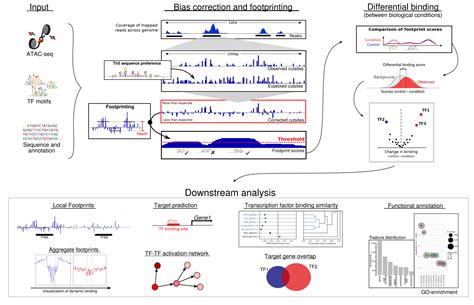How To Analyze Atac Seq Data For Absolute Beginners Part 3 Footprinting Analysis Ngs Learning Hub