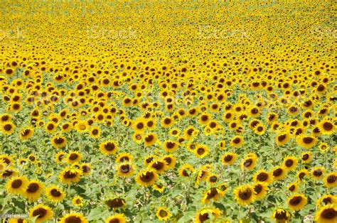 화창한 날 해바라기 밭에서 자라는 해바라기의 아름다운 전망 0명에 대한 스톡 사진 및 기타 이미지 0명 꽃 나무 꽃 식물