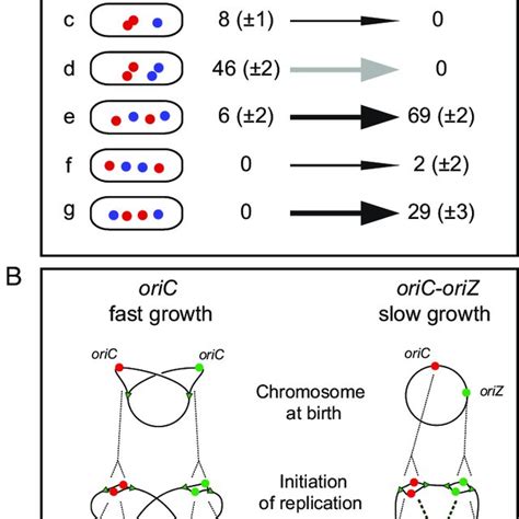 Synchronous Initiation At Both Origins In Oric Oriz Cells A Snapshot