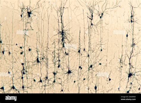 Pyramidal Nerve Cells Light Micrograph Of Pyramidal Nerve Cells From