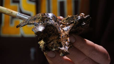 1st Instance Of Microevolution In Early Human Relative Discovered