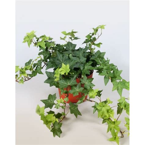 Купить в Киеве Хедера плющ Hedera Доставка по Украине Флора Лайф интернет магазин растений