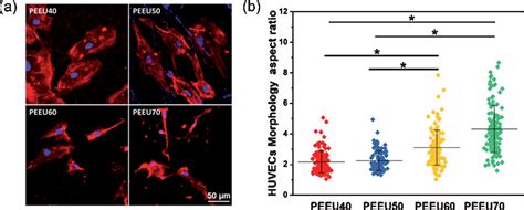 Figure 1 From Elasticity Of Fiber Meshes From Multiblock Copolymers Influences Endothelial Cell