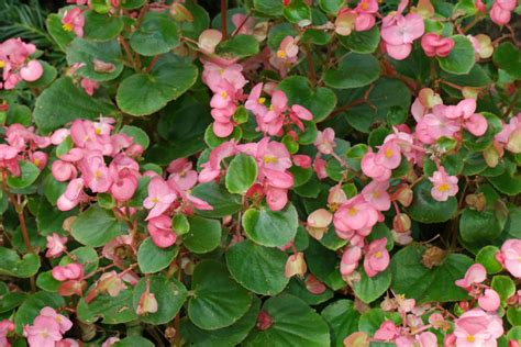 Begonia × Semperflorens Cv