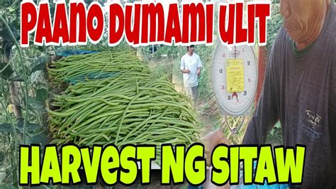 Ang Pagdami NG Bunga NG Sitaw/Buhay Bukid/Simpleng Buhay/Paano Dumami ang bunga NG Sitaw - YouTube