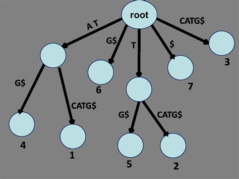 Suffix Tree Of S Download Scientific Diagram