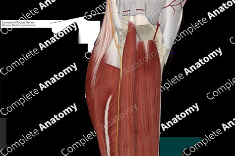 Common Fibular Nerve Complete Anatomy