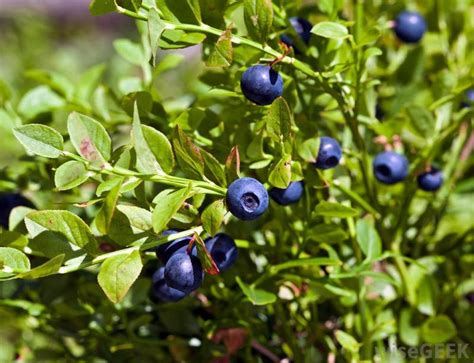 Wild Huckleberry Huckleberry Plant Berry Plants Huckleberry Bush