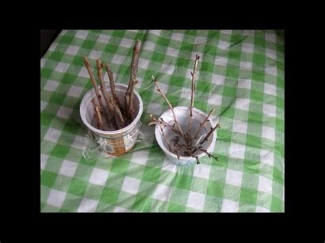 Как укоренить черенки смородины и крыжовника в воде - YouTube