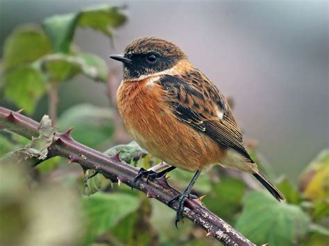 European Stonechat Ebird