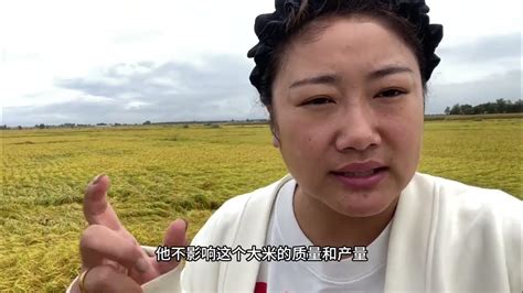 五常最新通知：7级到10级大风，五常昨夜遭遇狂风暴雨水稻全倒伏 Youtube