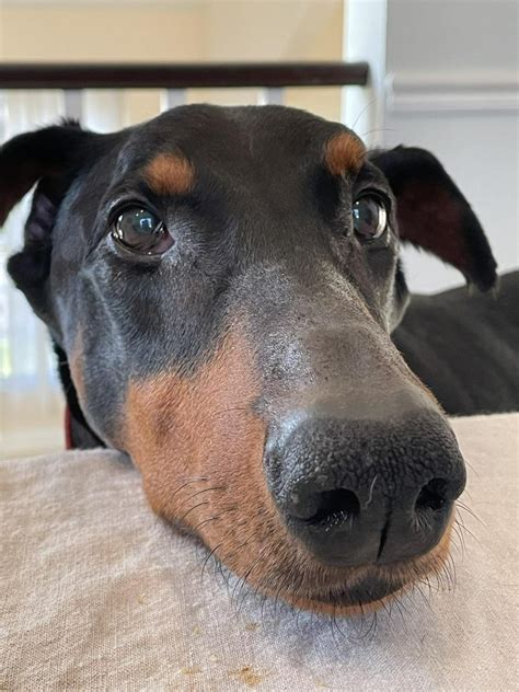 Snoot Memes Game Of Thrones Quotes — U May Boop Snoot…