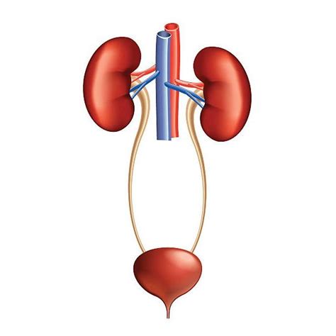 Función Del Sistema Urinario Homo Medicus