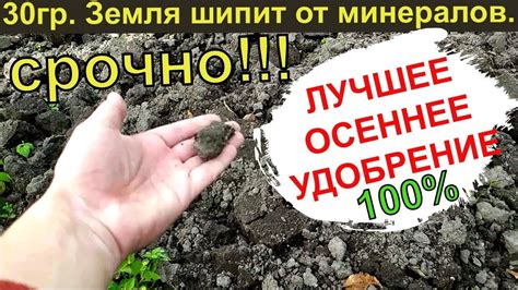 ЛУЧШЕЕ ОСЕННЕЕ УДОБРЕНИЕ ДЛЯ САДА И ОГОРОДА Какие удобрения лучше вносить осенью Youtube