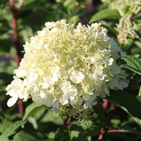 Buy Thompson And Morganhardy Perennial Hydrangea Paniculata Bobo