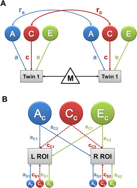 The Path Diagram For The Univariate Ace Twin Model A And Independent