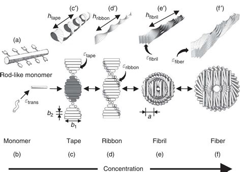 Model Of Hierarchical Self Assembly Of Chiral Rod Like