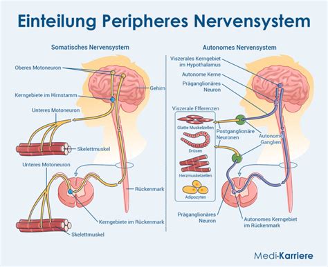 Peripheres Nervensystem Aufbau Und Funktion Medi Karriere