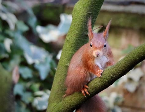 Squirrel Tree Mammal Free Photo On Pixabay
