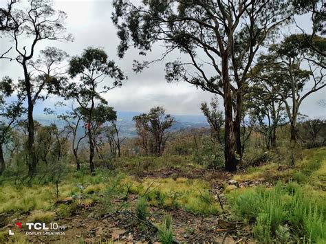 TCL 10 Pro And TCL 10L Smartphone Reviews Delivering Features Quality And Value Tech Guide