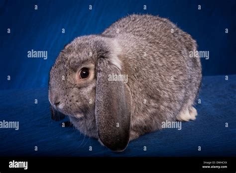 Lop Ear Bunny Hi Res Stock Photography And Images Alamy