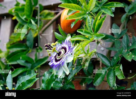 Passiflora Caerulea Blue Passion Flower And Ripe Orange Fruit On Climbing Vine With Wooden Trellis