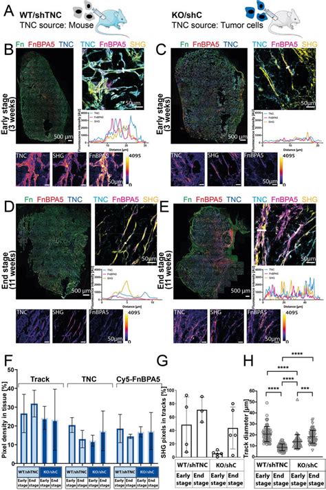 The Cellular Source Of Tnc Either From The Tumor Or Stromal Cells