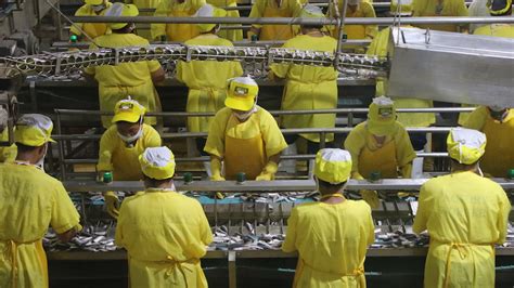 From The Seas To The Table Mega Globals 12 Hour Catching To Canning Process Explained Red