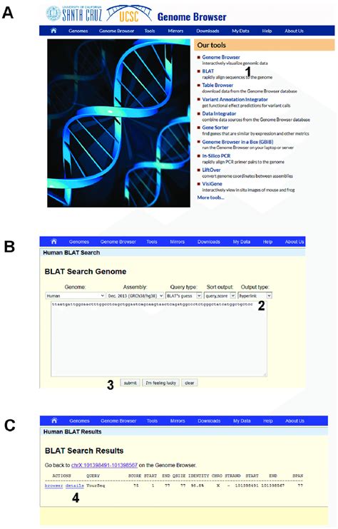 Dna Analysis By Using Blat In The Ucsc Genome Browser A Starting