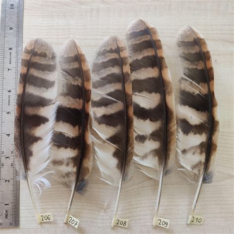 Real Hawk Feathers Genuine Northern Goshawk Cruelty Free Cleaned And
