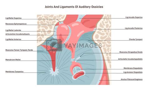 Auditory Ossicles Joints And Ligaments Middle Ear Tympanic Membrane By Inspiring Team Vectors
