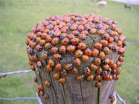 What Is A Group Of Ladybugs Called Rotu