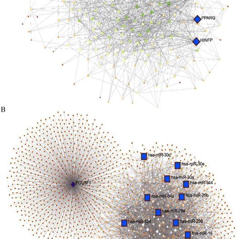 Tf Gene And Tf Mirna Coregulatory Interconnections A Identification