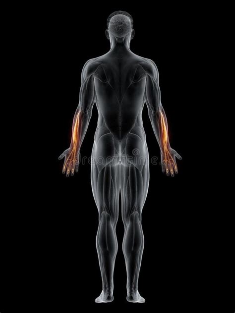 The Extensor Digitorum Stock Illustration Illustration Of Adult 157611354