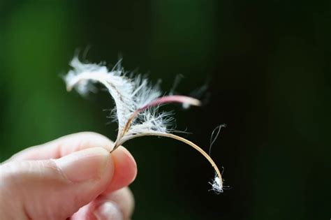 The Art Of Collecting Fireweed Seeds Collection And Storage