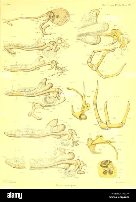 On The Structure And Development Of The Skull In The Mammalia Plate 28