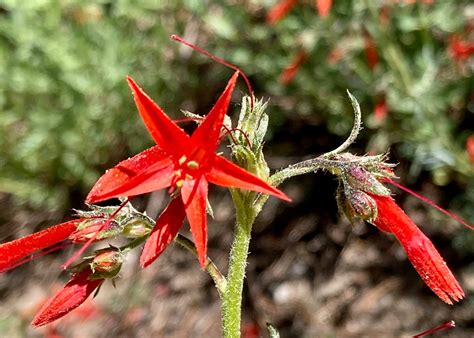 Happy 4th Red White And Nevada Native Plant Society