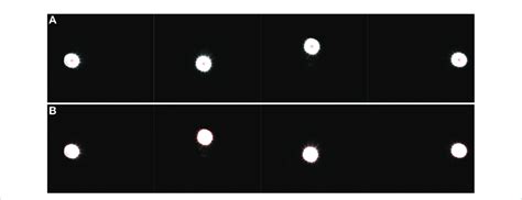 Adaptive Initial Curve Coordinates And Evolutionary Results A Download Scientific Diagram