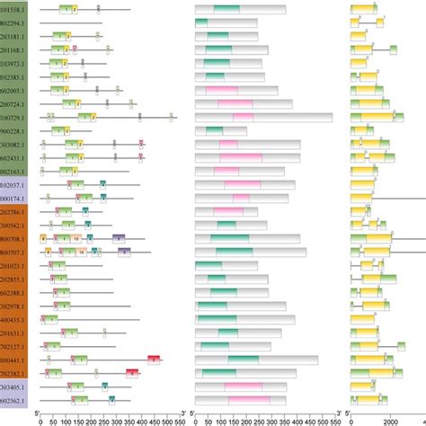 schematic phylogenetic association motif domain and exon intron