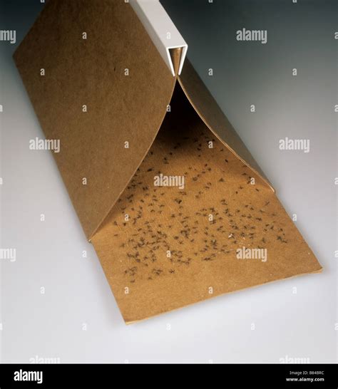 Pheromone Trap Used For Trapping Male Pea Midge Contarina Pisi Stock
