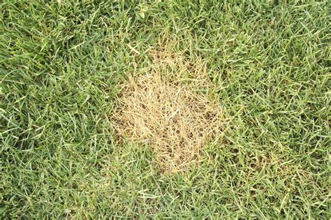 Brown Lawn Fixes How To Repair Patches And Brown Spots On Grass Imp