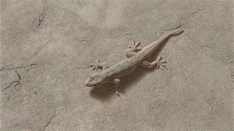 جنگلی جانوار کرڑی Youtube