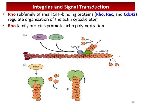 Ppt Cell Signaling Ii Signal Transduction Pathways Powerpoint Presentation Id 4116658