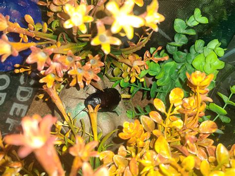 My Roach Has Had Her Ootheca Just Hanging Out For Over 24 Hours R Roaches